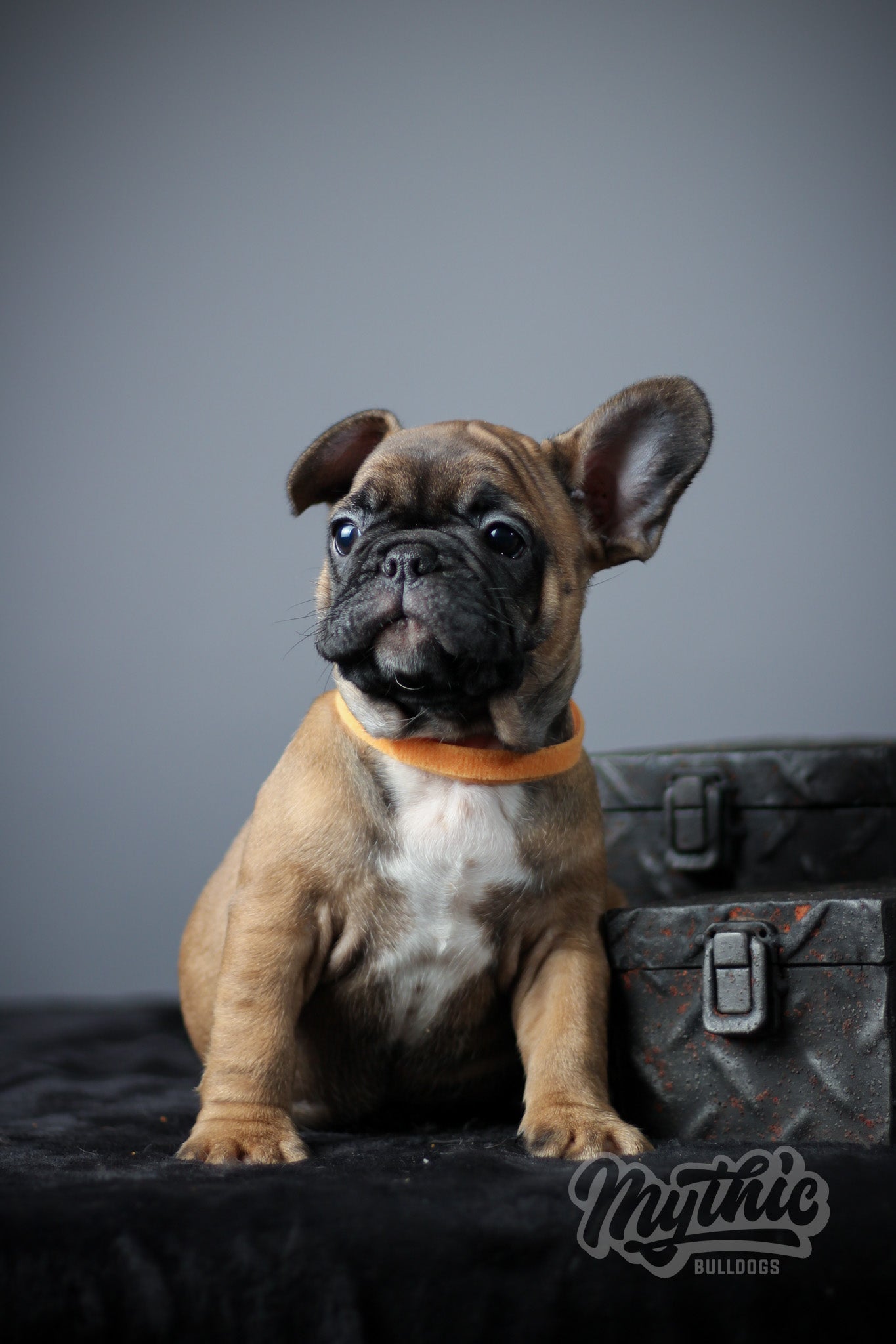Certified Fawn Female Frenchie Puppy for Sale in NJ by Mythic Bulldogs